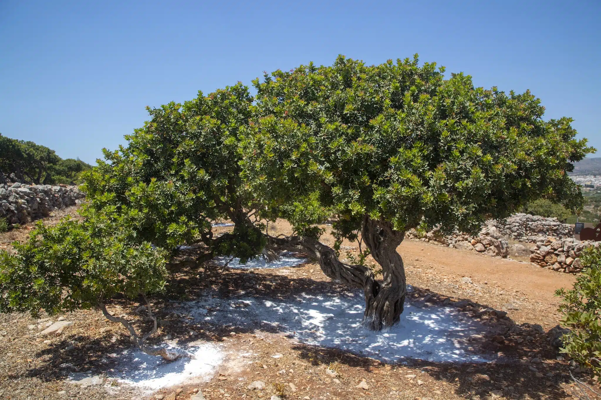 Chios authentique: villages du mastic et monastères byzantins